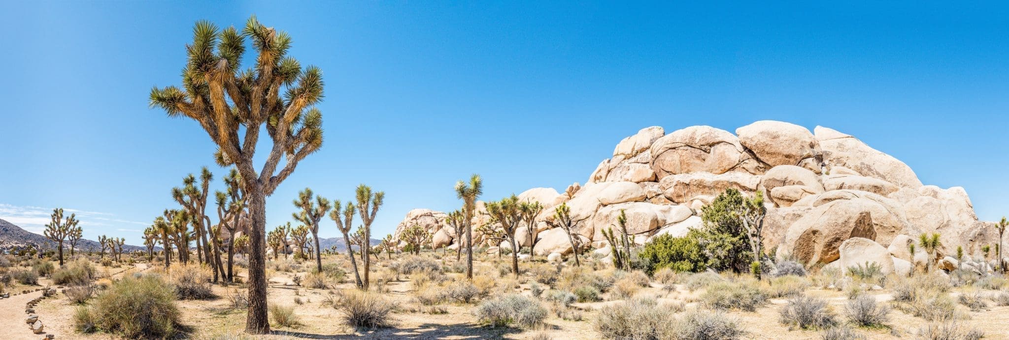 Driving Through Joshua Tree National Park | Scenic Routes & Highlights