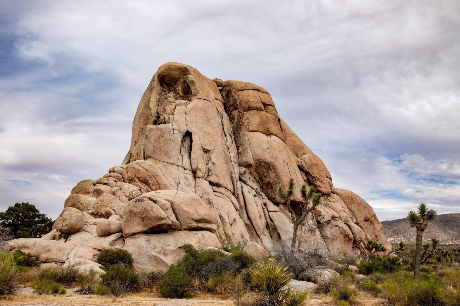 What Is a Joshua Tree? Discover This Unique Desert Icon