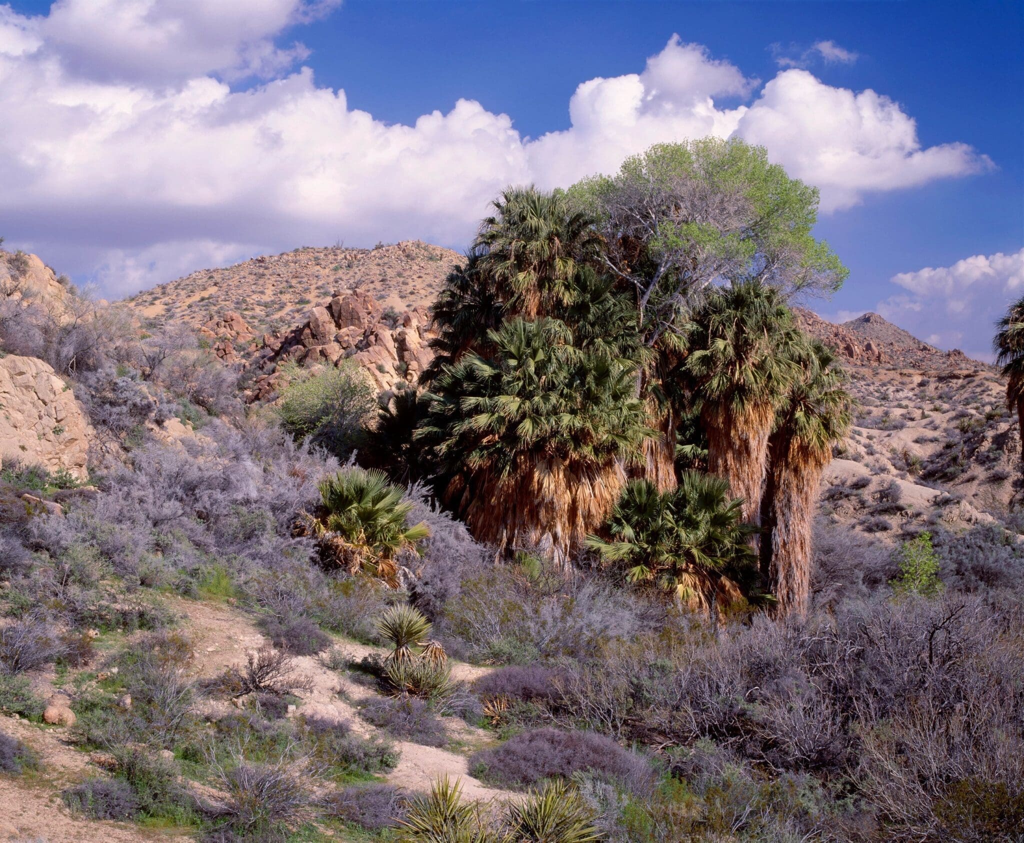 Joshua Tree Day Trip: Top Attractions & Tips | Action Tour Guide