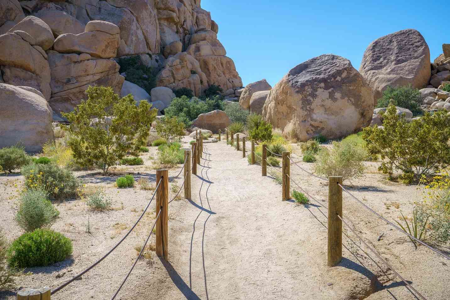 Joshua Tree Day Trip: Top Attractions & Tips | Action Tour Guide