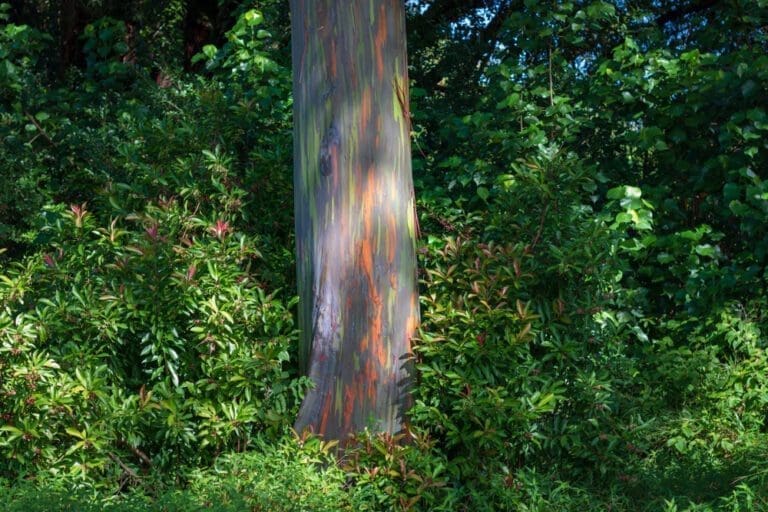 Things to Do on the Road to Hana | Must-See Stops & Hidden Gems