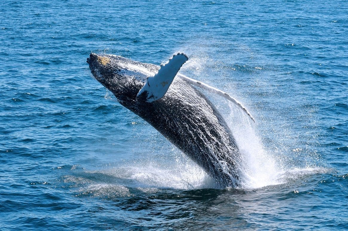 When can you see whales in Cape Cod? | Action tour Guide