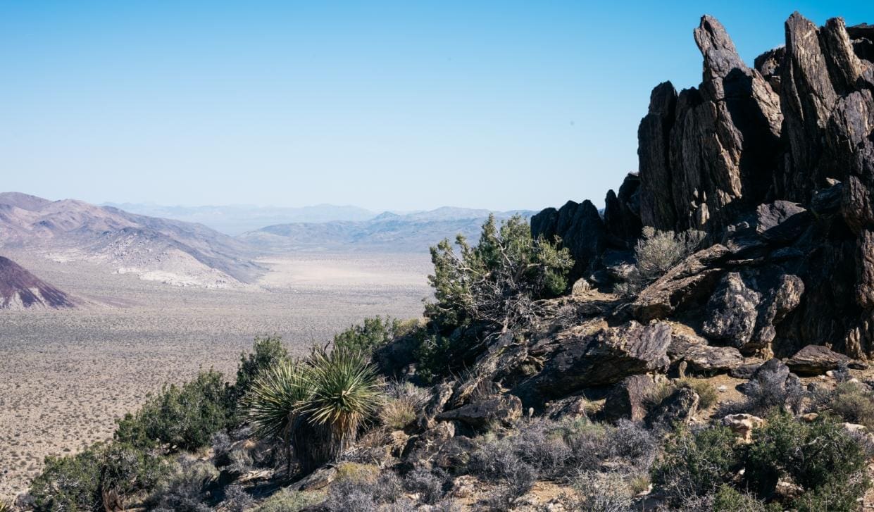 What is so special about Joshua Tree?