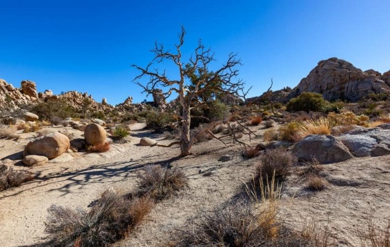 What not to miss at Joshua Tree National Park?