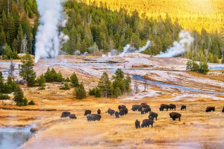 August Edition: Things to do in Yellowstone Park