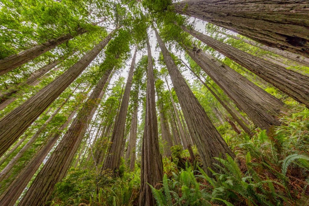 Why Is Redwood National Park Famous? Self-Guided Audio Tour
